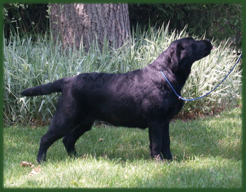 Lobuff Hollyridge Ol'Bailey Shirraz