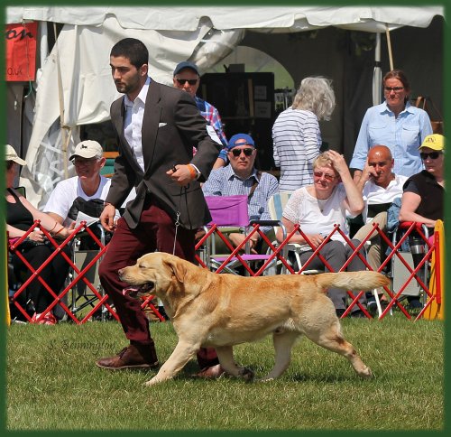 Ch Lobuff's Summertime Fine