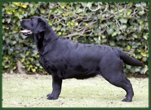 Lobuff Loretta Lorelei