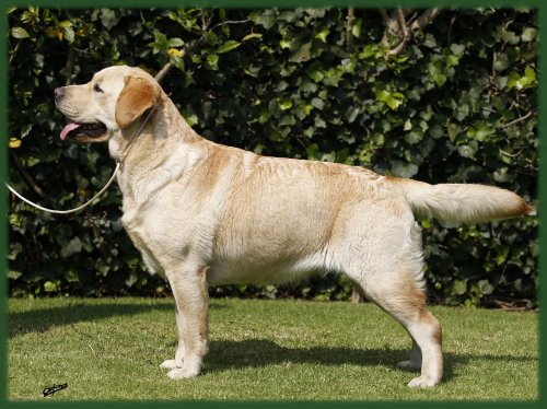 Ch Lobuff Hollyridge Brookstone Savannah