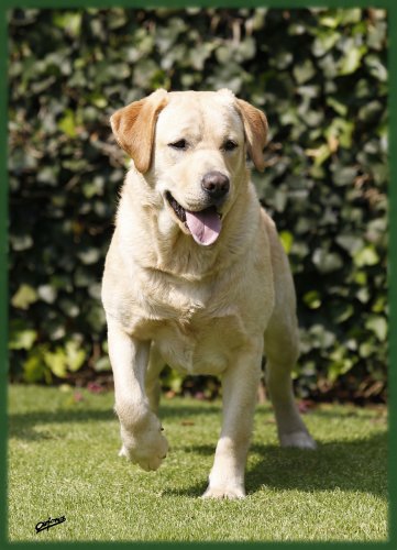 Ch Lobuff Hollyridge Brookstone Savannah