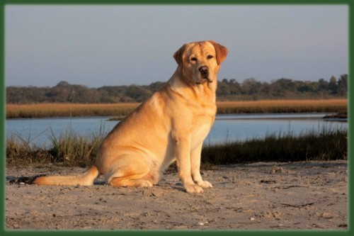 GCH Hollyridge Lobuff Fine Troy Ounce JH