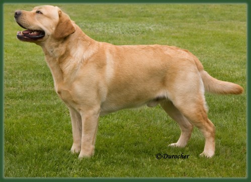 GCH Hollyridge Lobuff Fine Troy Ounce JH