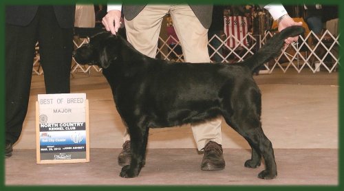 Ch Lobuff National Velvet