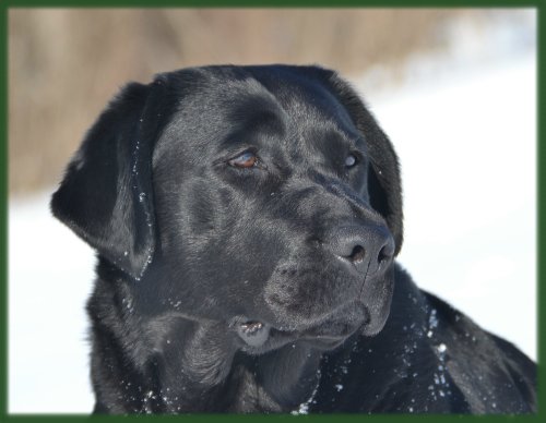 Ch Lobuff National Velvet